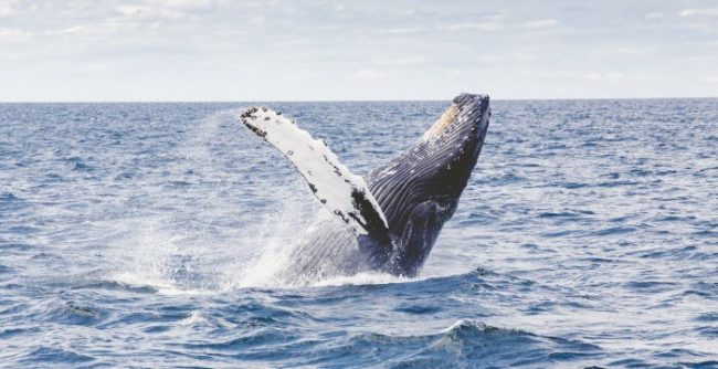 Parents, here are 5 things you must know about the Blue Whale Challenge